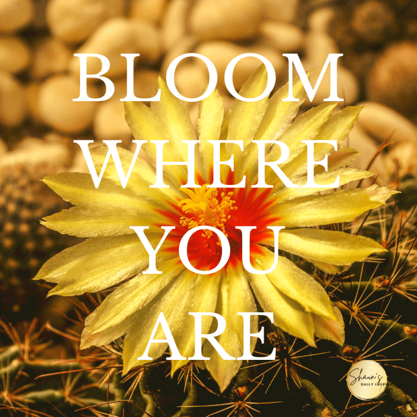 Bloom Where You Are – It’s Shaun’s World