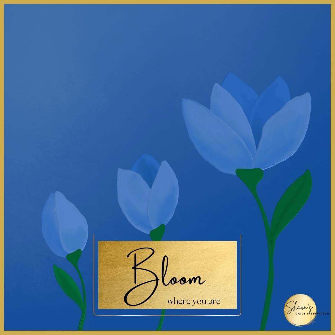 Bloom! – It’s Shaun’s World